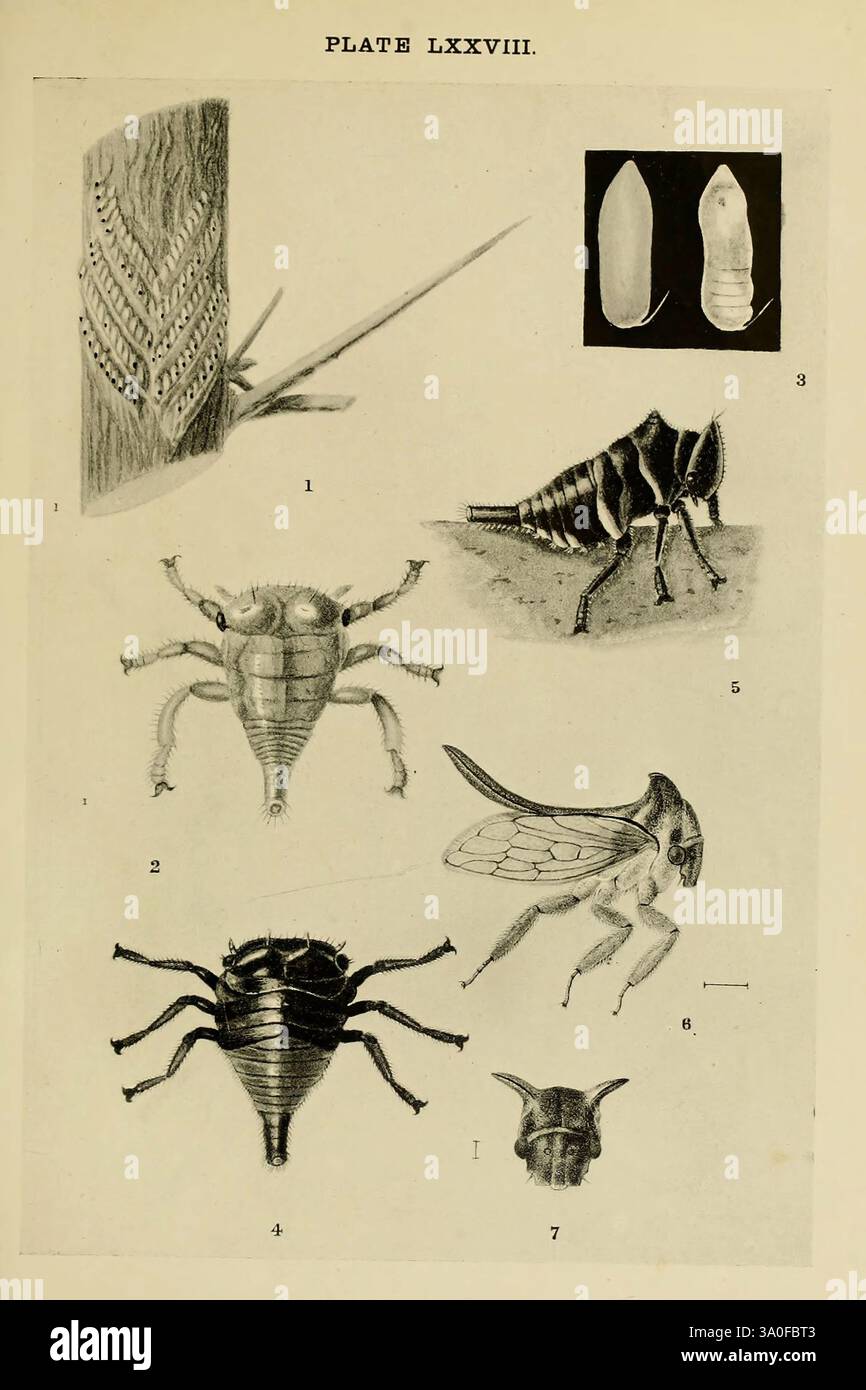 Indian insect life, Calcutta, Thacker, Spink & Co, W. Thacker & Co, 2 ...