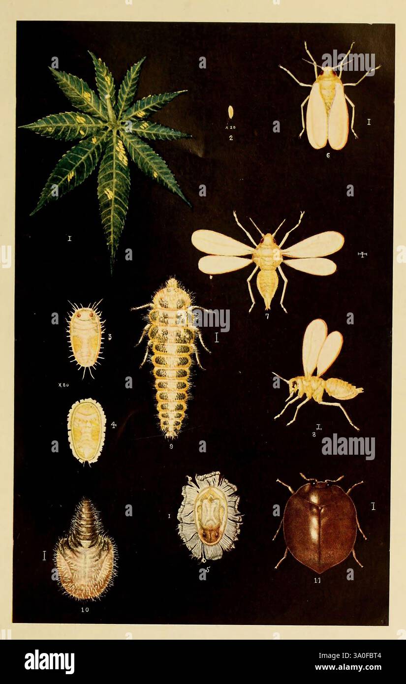 Array of insect forms hi-res stock photography and images - Alamy