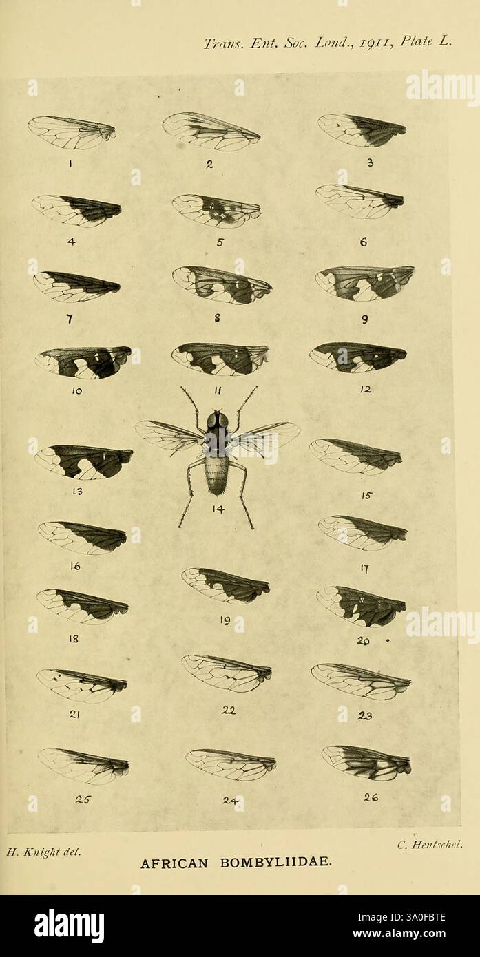 Clear representation of entomological study hi-res stock photography ...