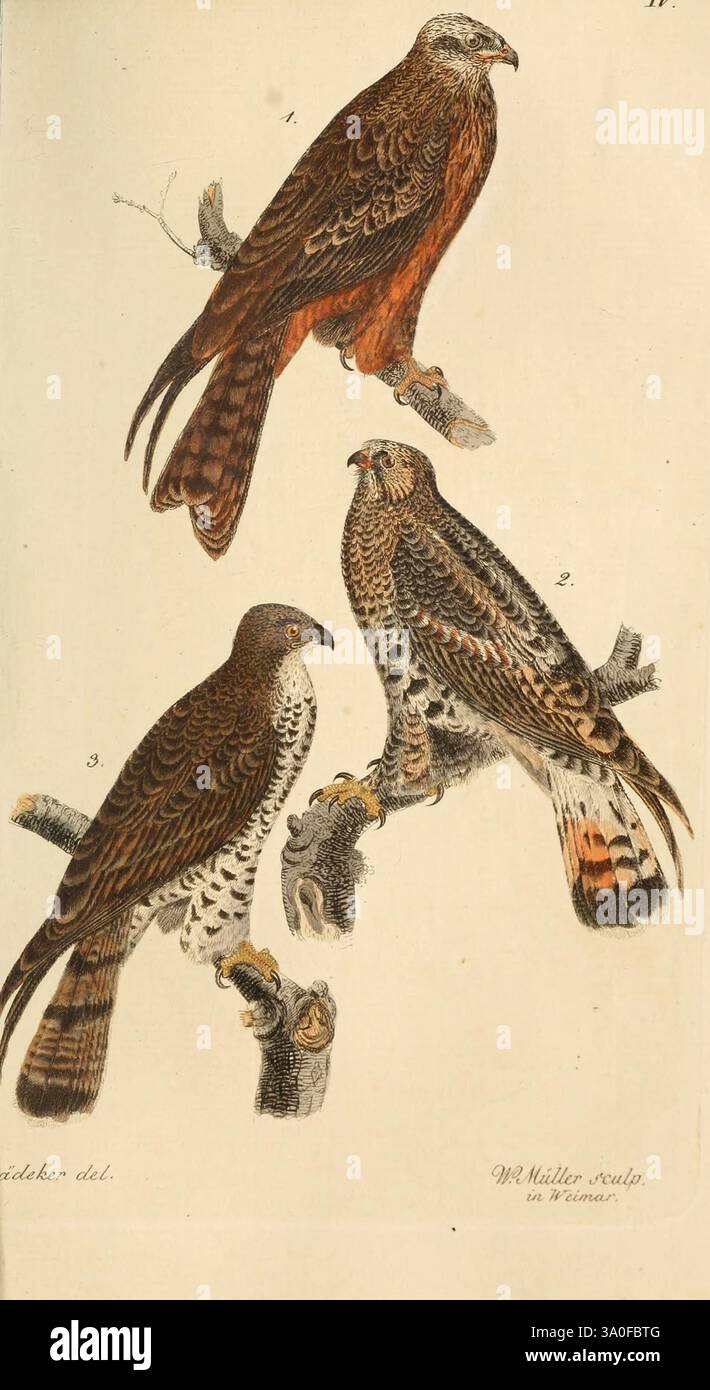 Middle raptor displays hi-res stock photography and images - Alamy