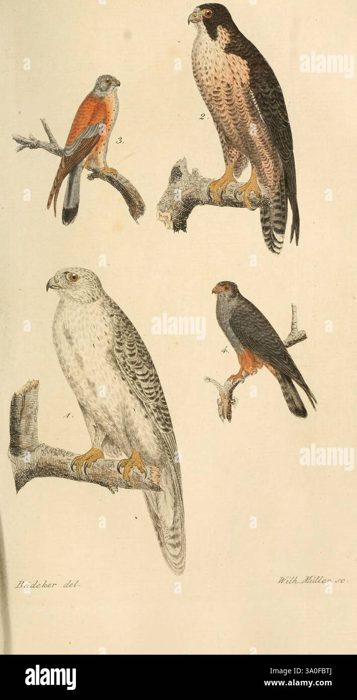 Vibrant red hued bird captures attention hi-res stock photography and ...