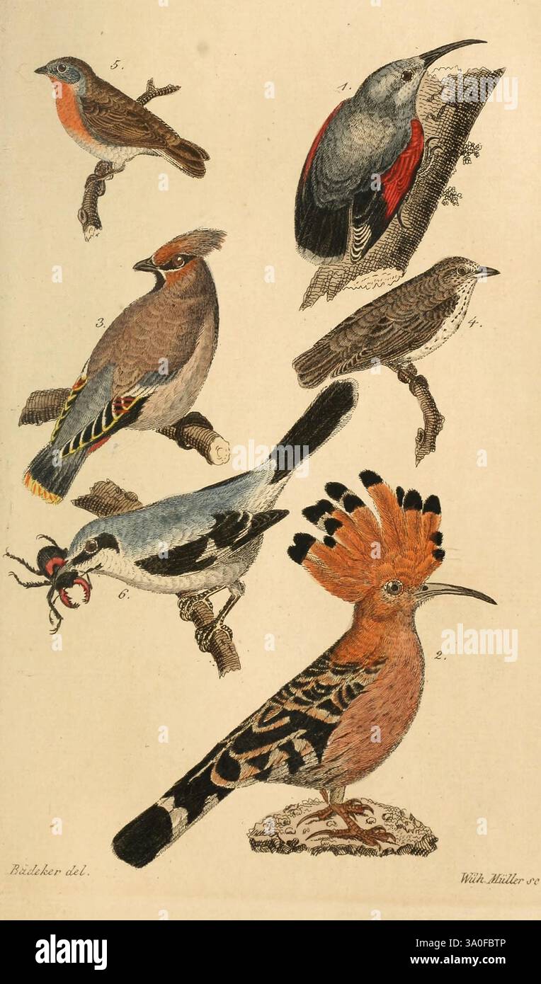 Crested bird captures attention hi-res stock photography and images - Alamy