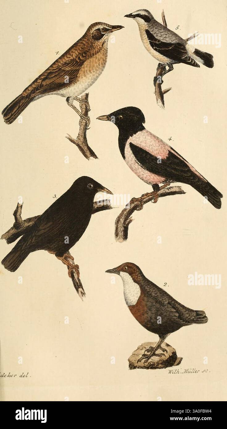 Bottom right bird stands hi-res stock photography and images - Alamy