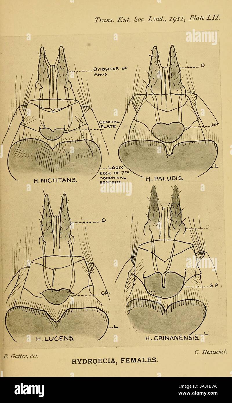 Female anatomy of four different species within hi-res stock ...