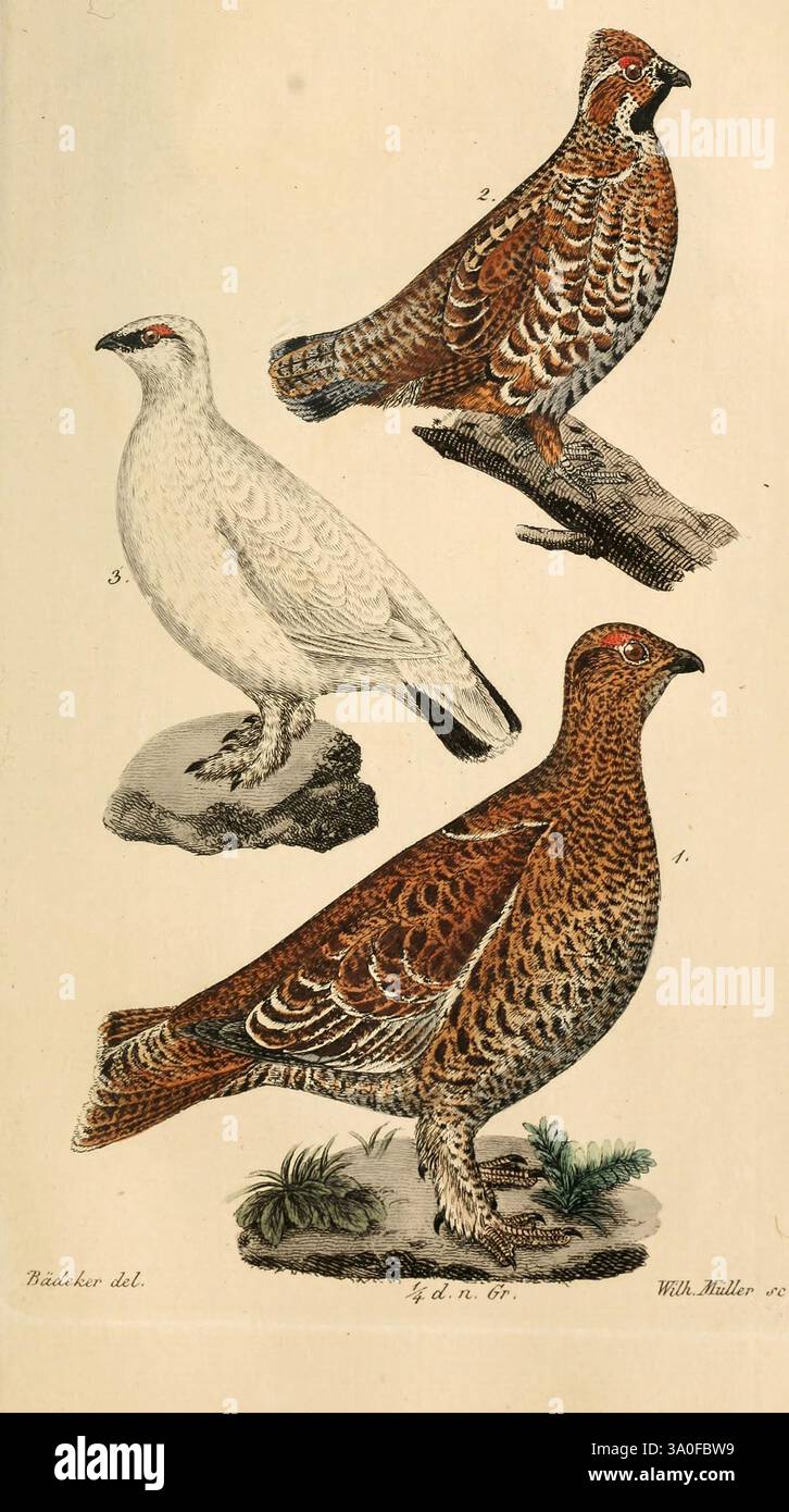 Topmost bird displays hi-res stock photography and images - Alamy