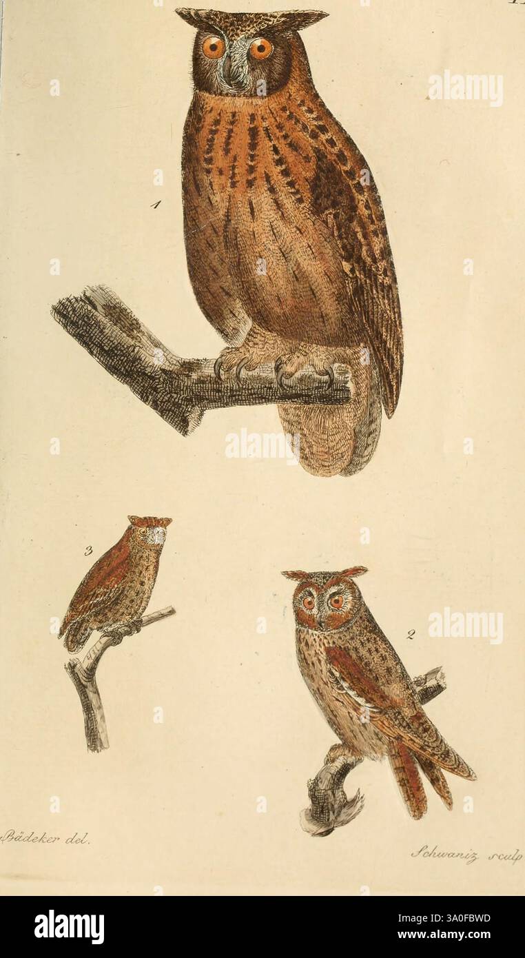 Illustration features three distinct species of owls hi-res stock ...
