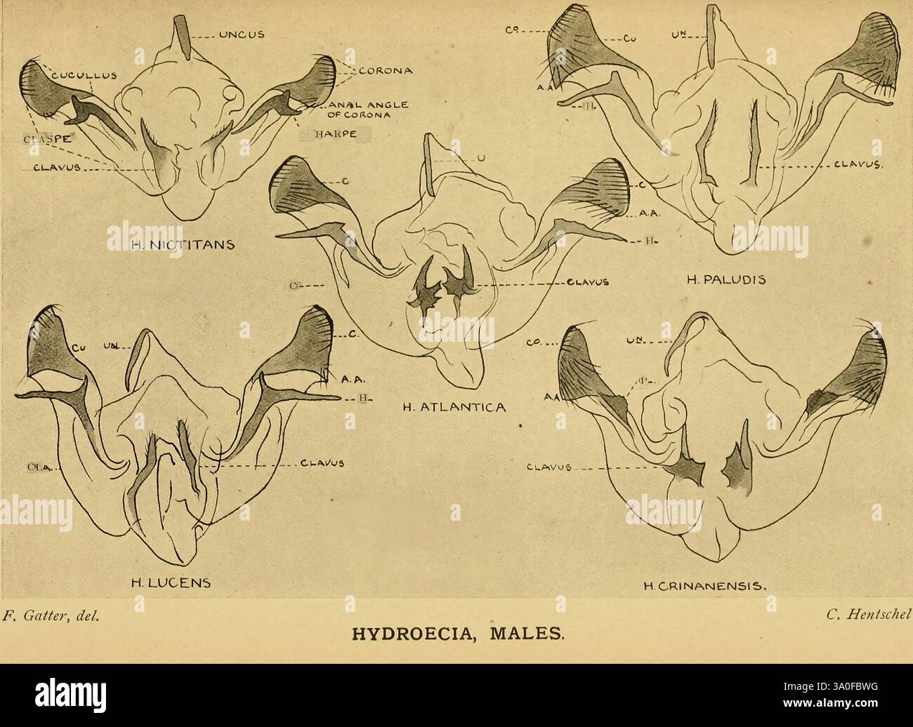 Labeled Figure Highlights Specific Morphological Traits Hi Res Stock