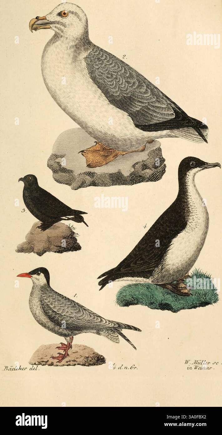 Handbuch der Naturgeschichte aller Vögel Deutschlands Ilmenau Bernh ...