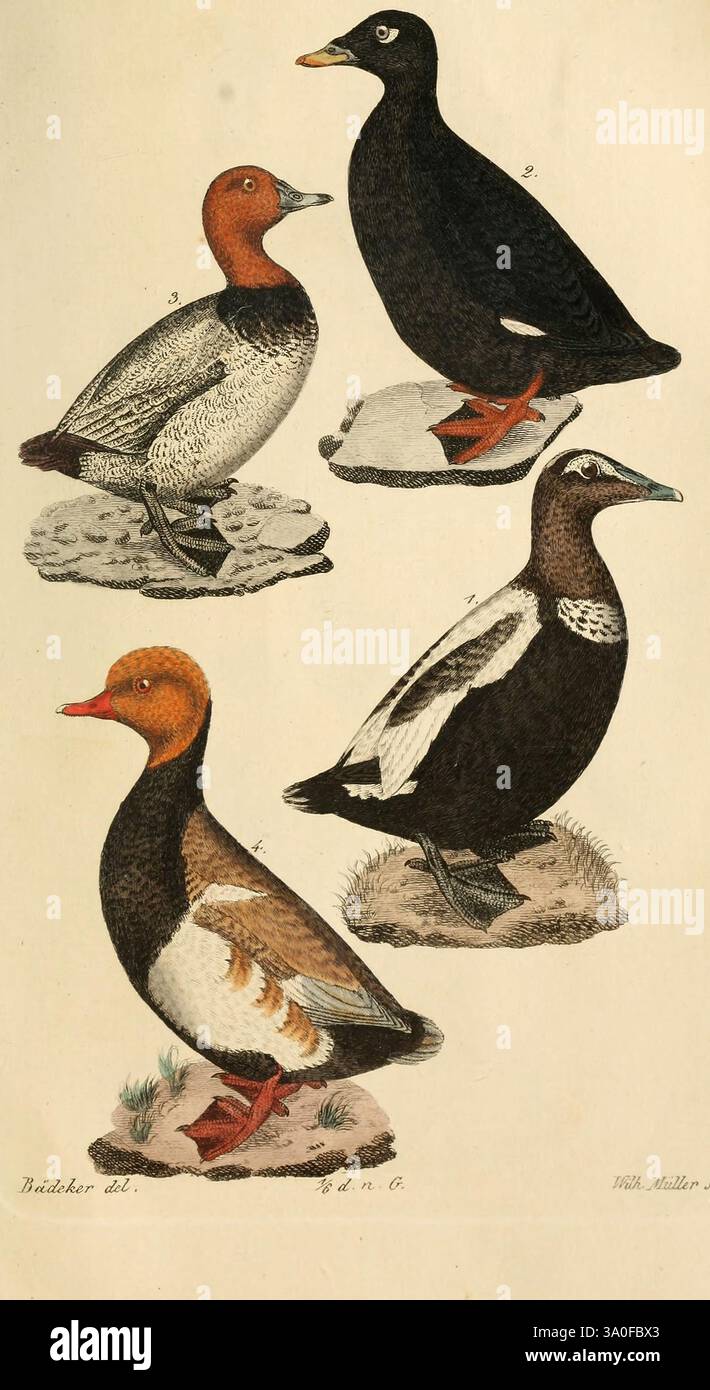 Sleek black duck stands hi-res stock photography and images - Alamy