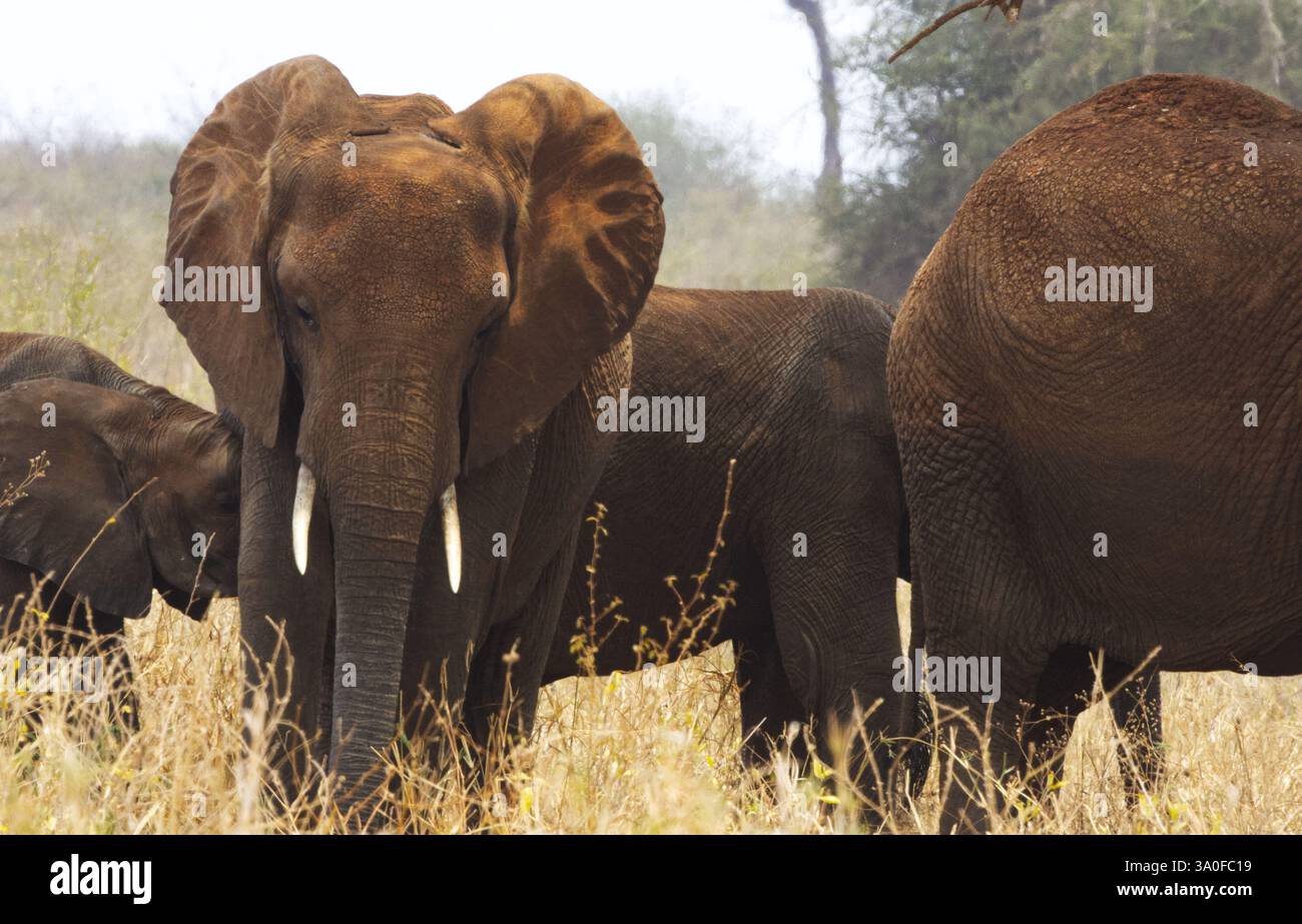African Bush Elephants (Loxodonta africana) photographed in the ...