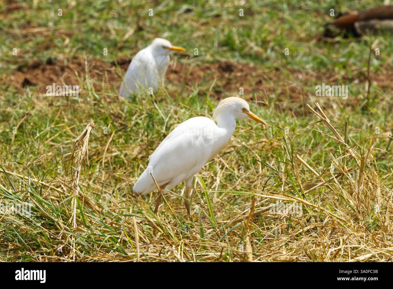 Two Western Cattle Egrets (Bubulcus ibis) on grassland in the Tarangire National Park, Tanzania ...