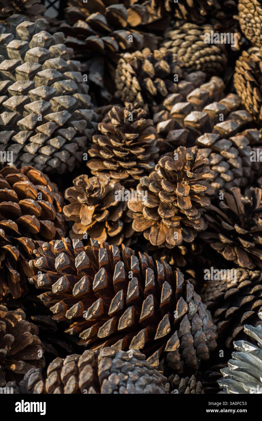 Plenty of Pine cones as a nature background Stock Photo - Alamy