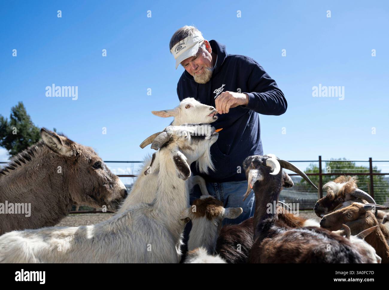 Mike Kay and his herd of animals, including Steve, left, a Sicilian ...
