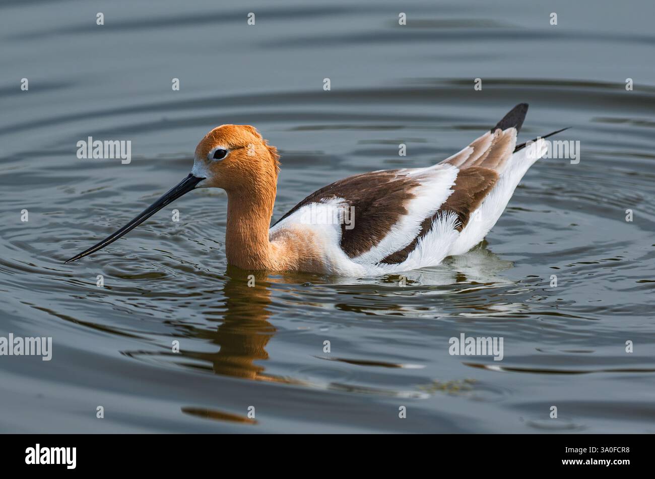 American Avocet with interesting details including a small crest of ...