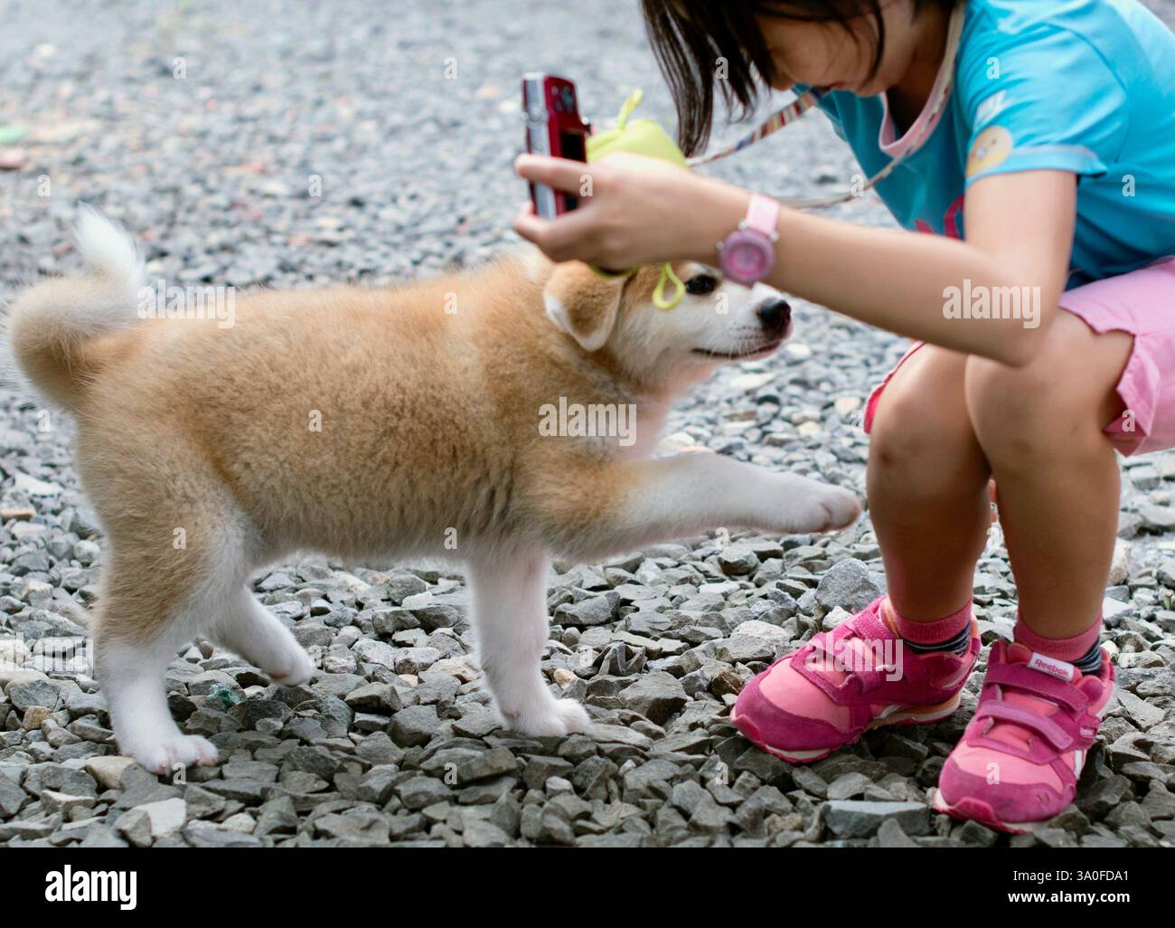 Sara Horie plays with a 2-month old puppy Akita Inu that was bred in ...