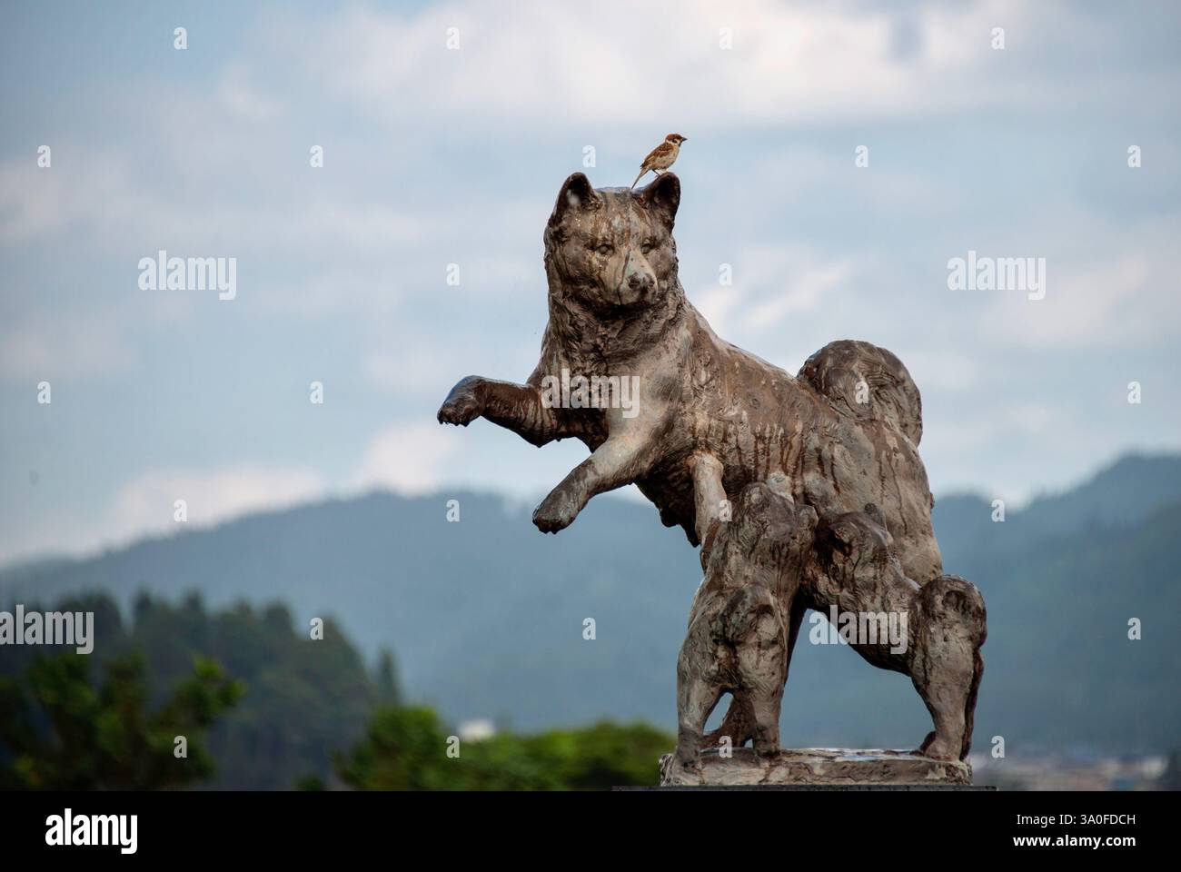 Photo shows one of the statues dedicated to the Akita Inu in Odate City ...