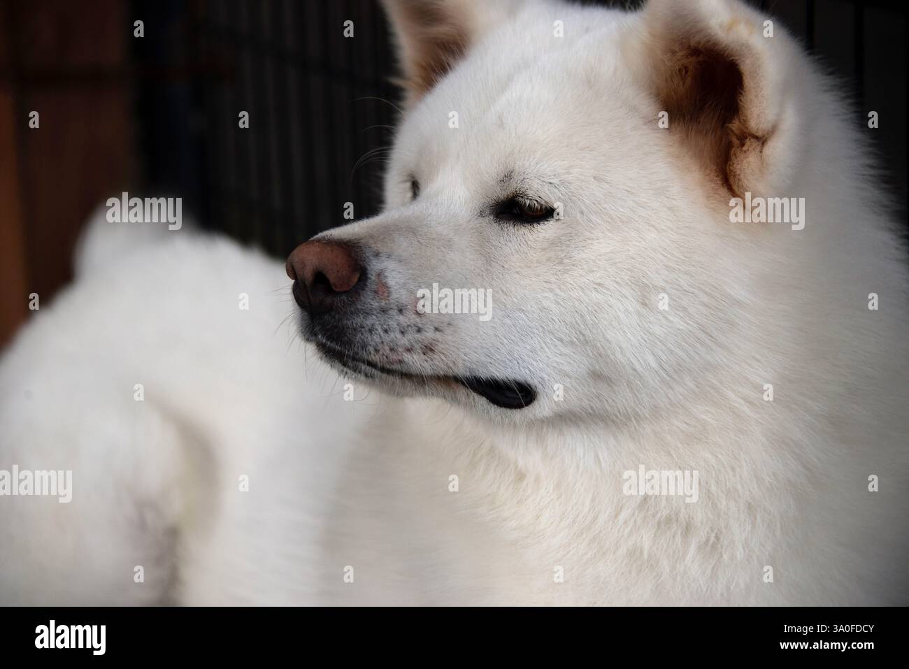 Photo shows Natsuko, a 2-year-old Akita Inu that was bred in Odate City ...
