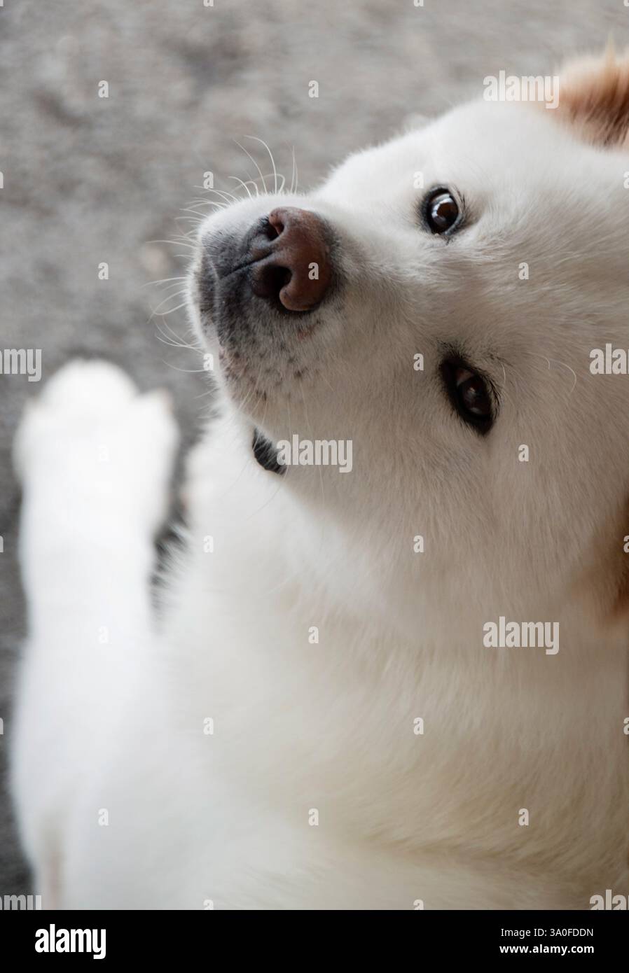 Photo shows Natsuko, a 2-year-old Akita Inu that was bred in Odate City ...