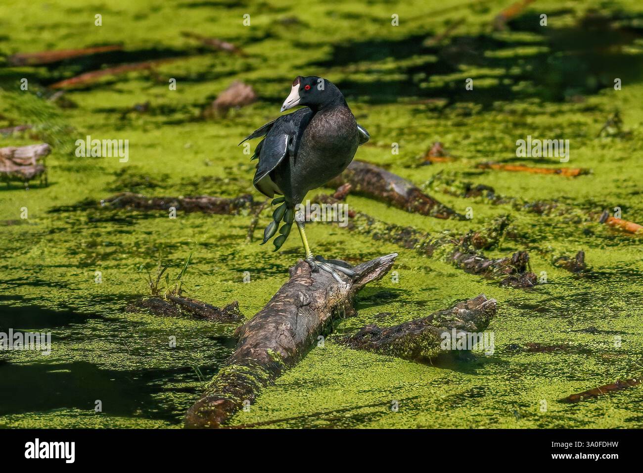 An American Coot with a bright red eye and a raised foot standing on a ...