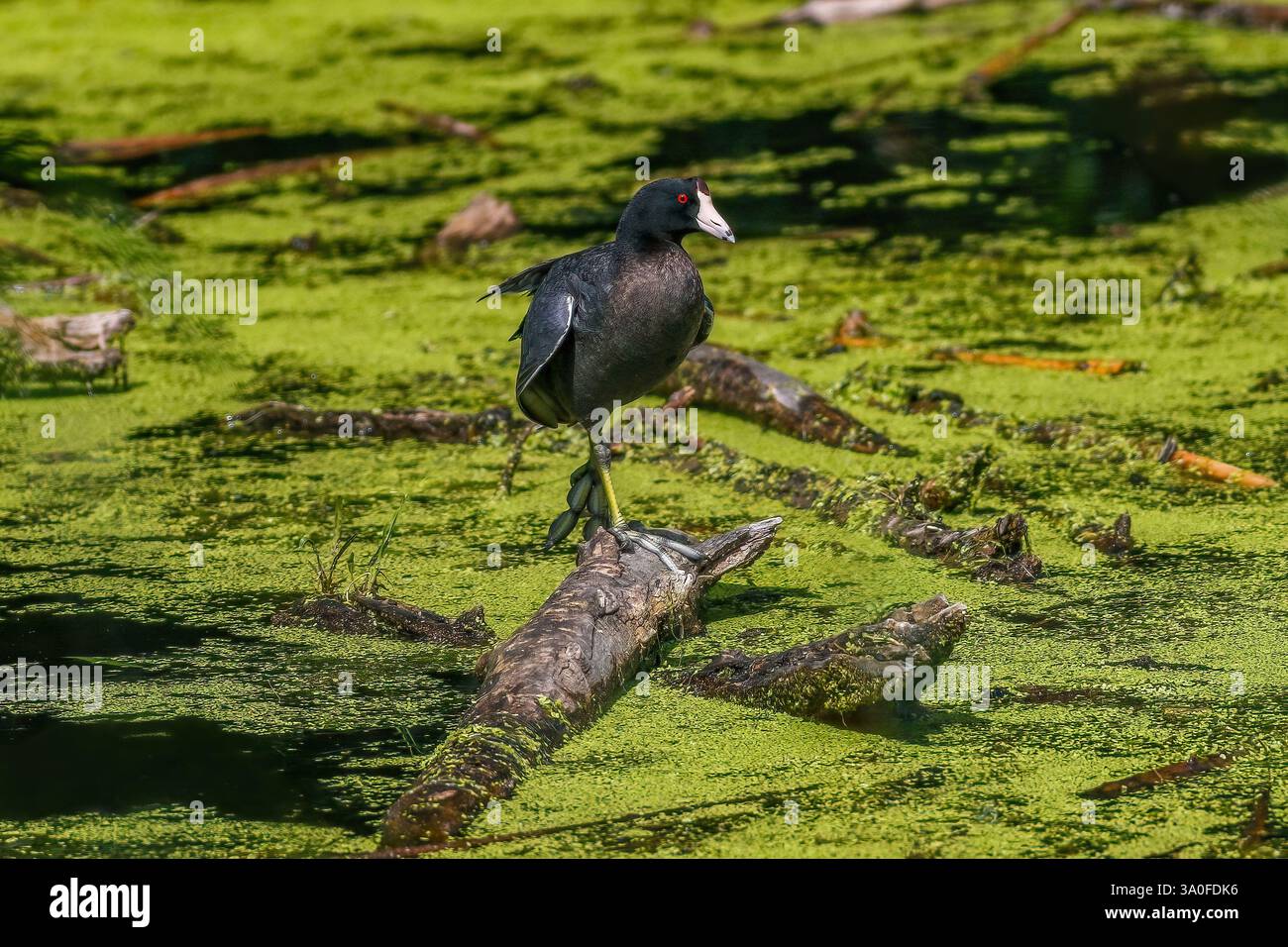 An American Coot bird observed in its favorite habitat, a swamp wetland ...