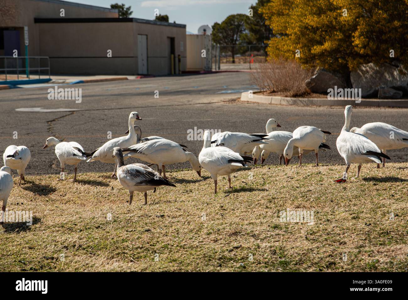 A gaggle of geese eating on the grassy lawn at a school yard Stock ...