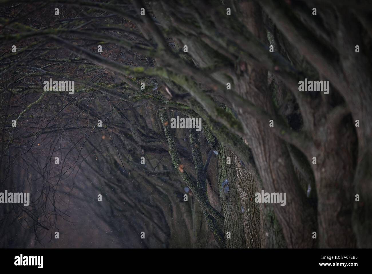 St. Petersburg, Russia. 03rd Mar, 2025. An alley of trees in a park in ...