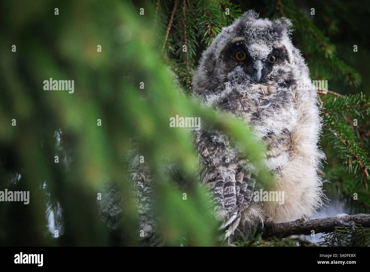 St. Petersburg, Russia. 03rd Mar, 2025. Long-eared owl chick sits on a ...