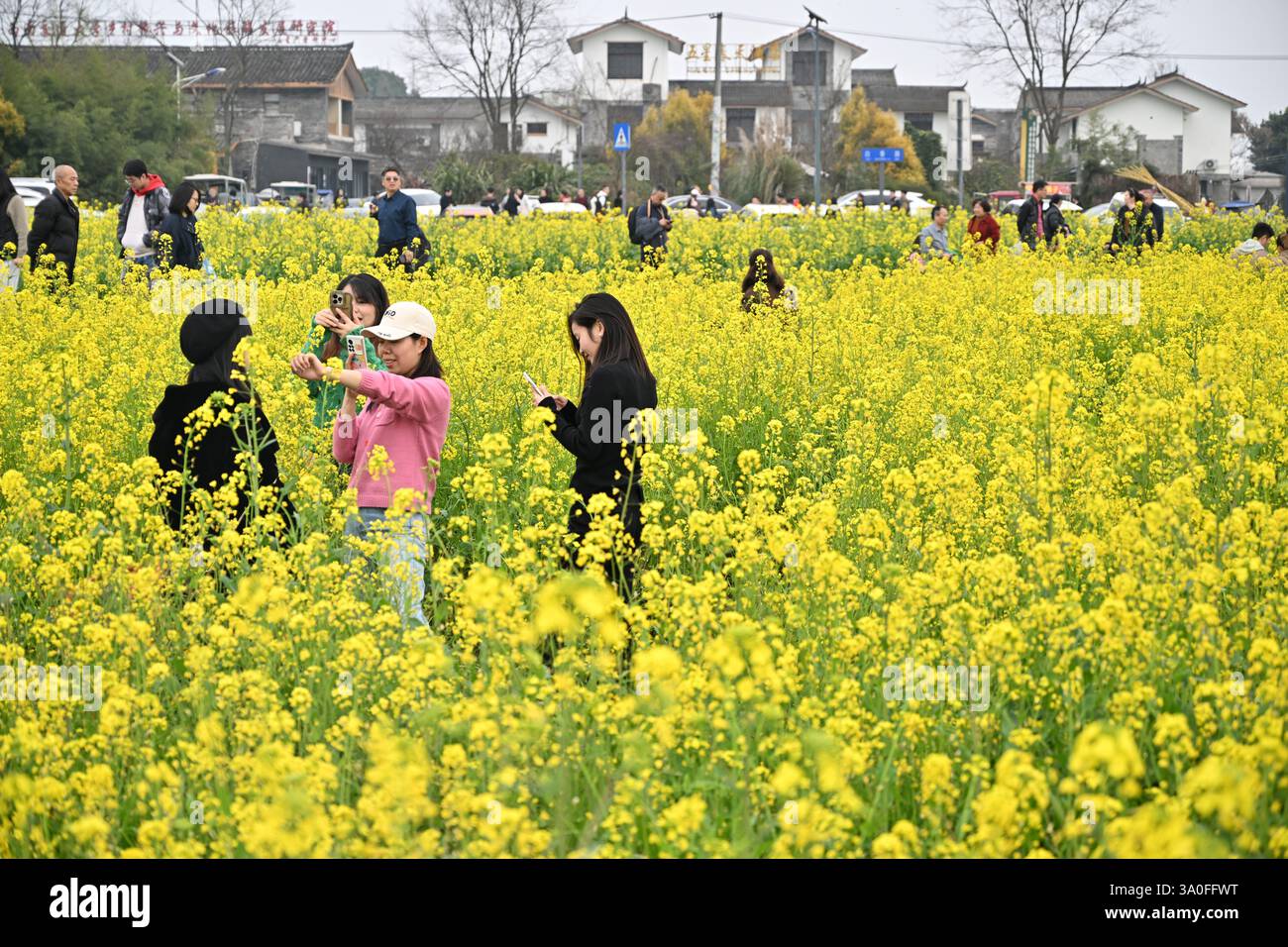 Chengdu,China.2nd March 2025. Tourists enjoy blooming rapeseed flowers ...