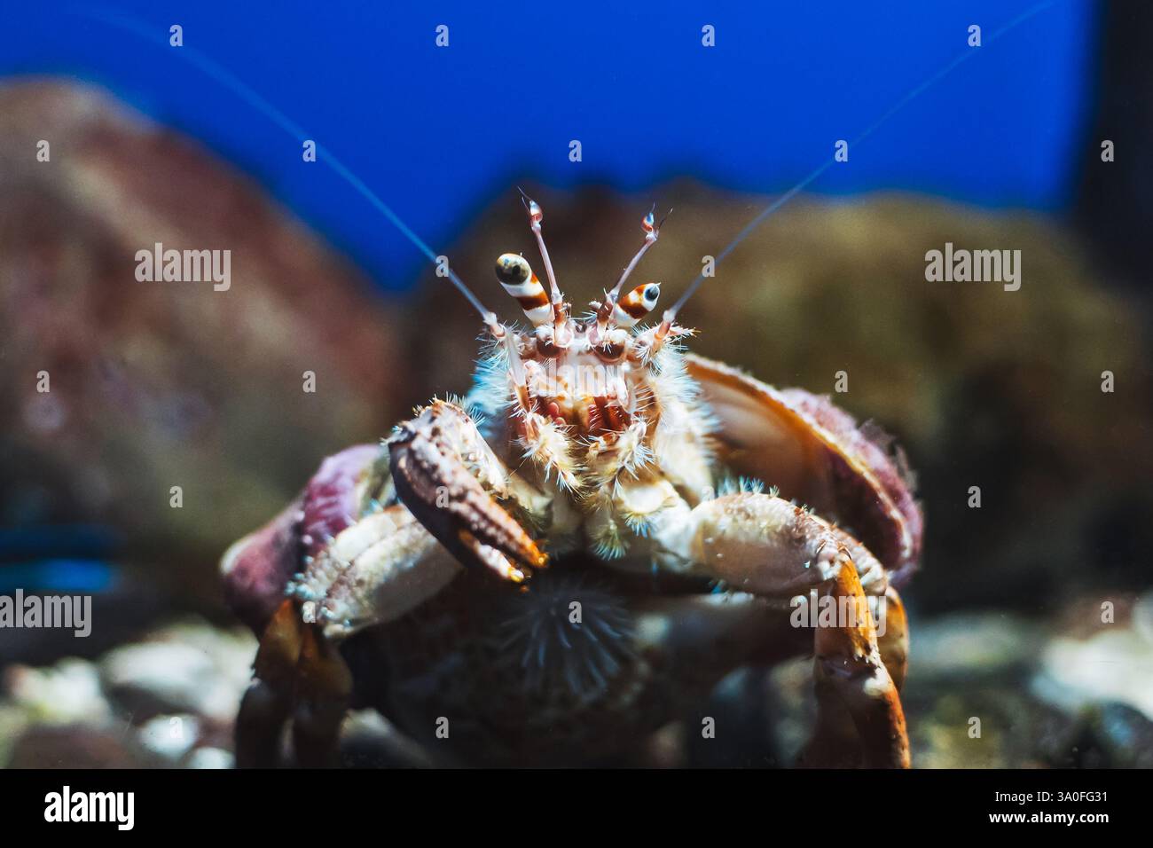 spanner crab in a saltwater aquarium Stock Photo - Alamy