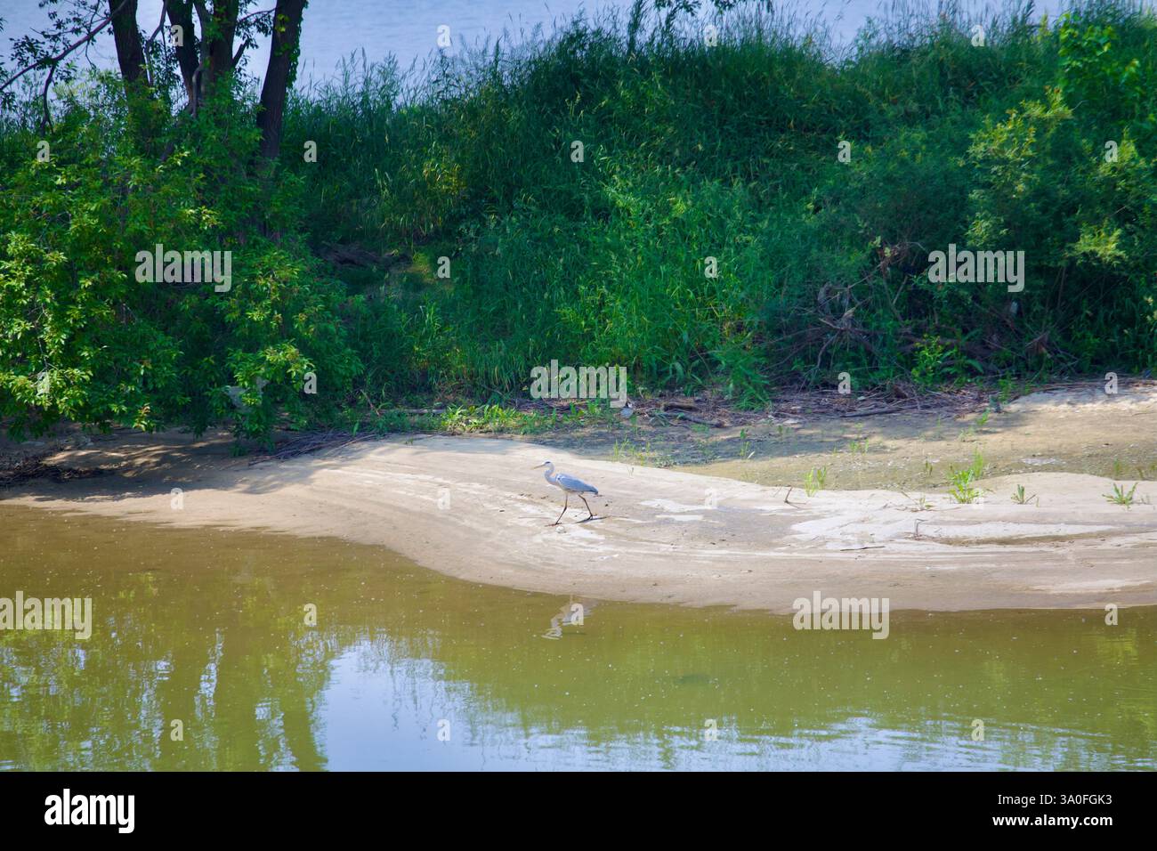 Buyeo County, South Korea - May 27, 2021: A heron walks gracefully ...