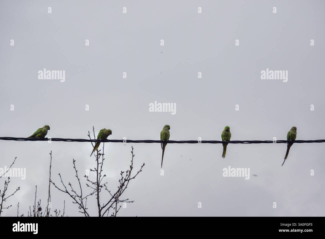 Srinagar, India. 03rd Mar, 2025. Parakeets perch on an electric cable ...