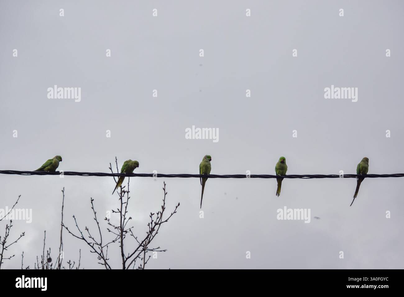 Parakeets perch on an electric cable during a cloudy day. (Photo by ...