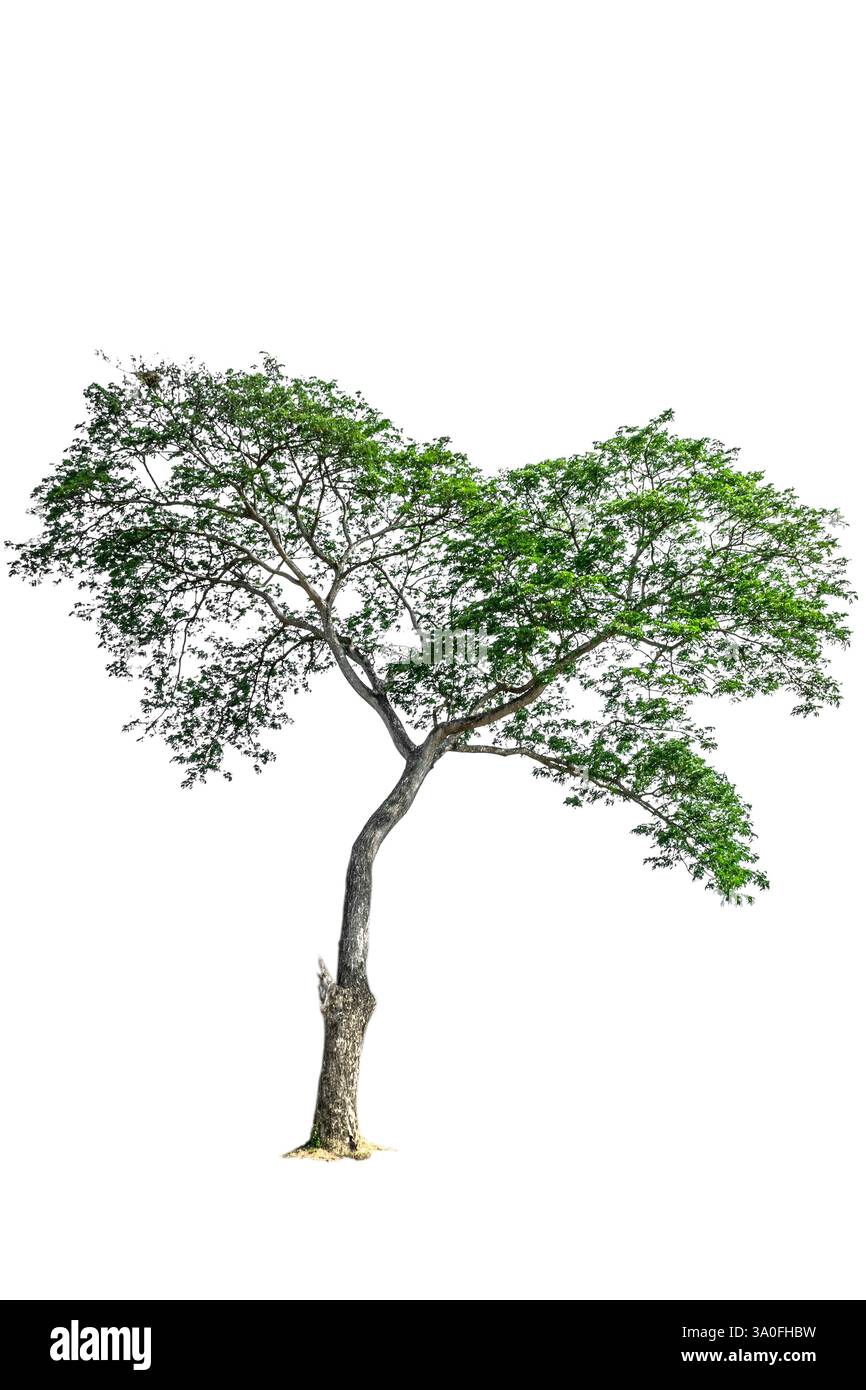 Tree green color isolated on white background Stock Photo - Alamy