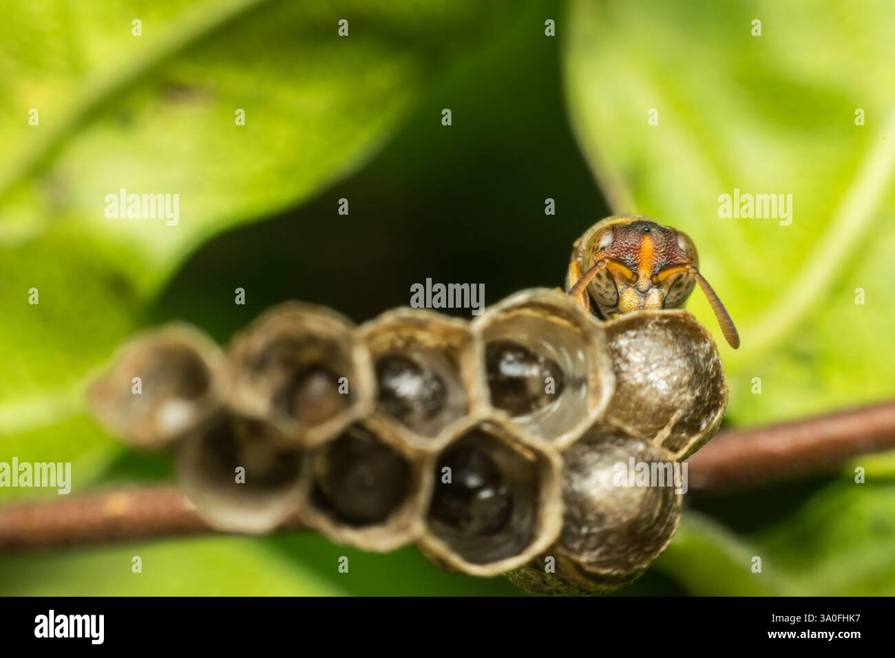 Macro of Hymenoptera is a large order of insects, comprising the ...