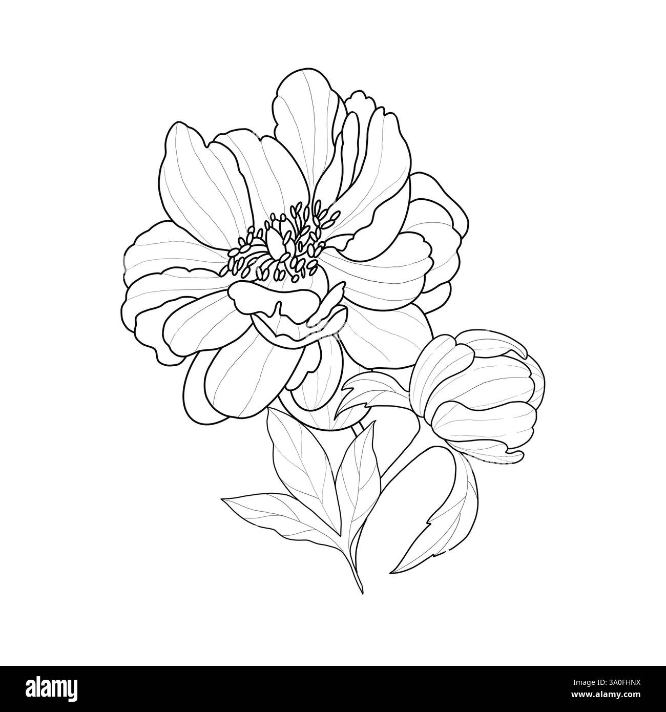 Seamless pattern peonies flowers Black and White Stock Photos & Images ...