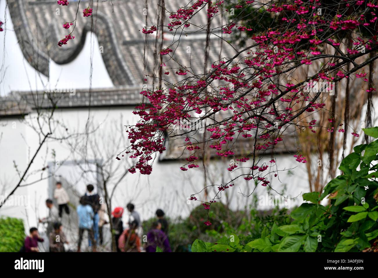 **CHINESE MAINLAND, HONG KONG, MACAU AND TAIWAN OUT** Spring flowers ...