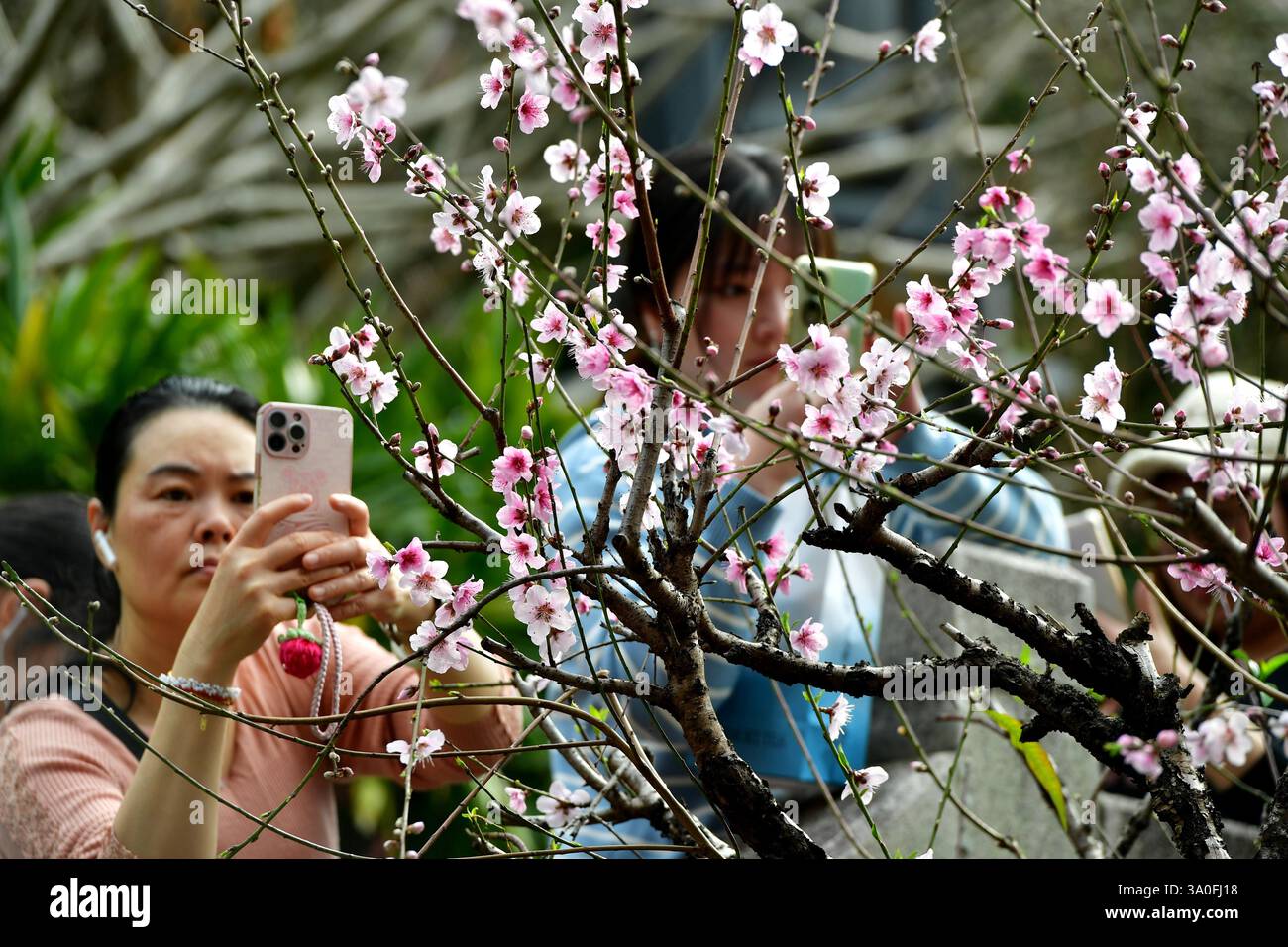 **CHINESE MAINLAND, HONG KONG, MACAU AND TAIWAN OUT** Spring flowers ...