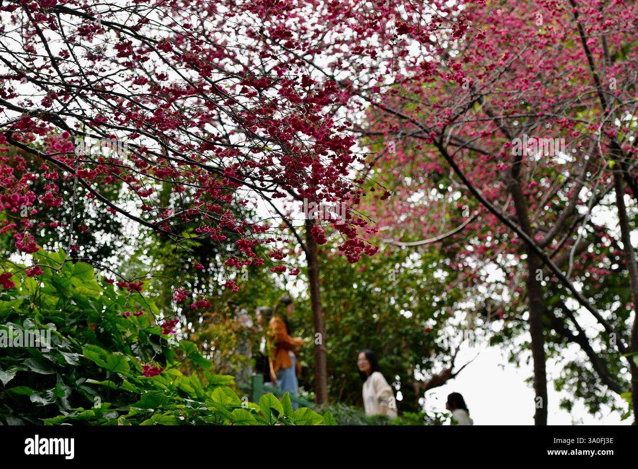 **CHINESE MAINLAND, HONG KONG, MACAU AND TAIWAN OUT** Spring flowers ...