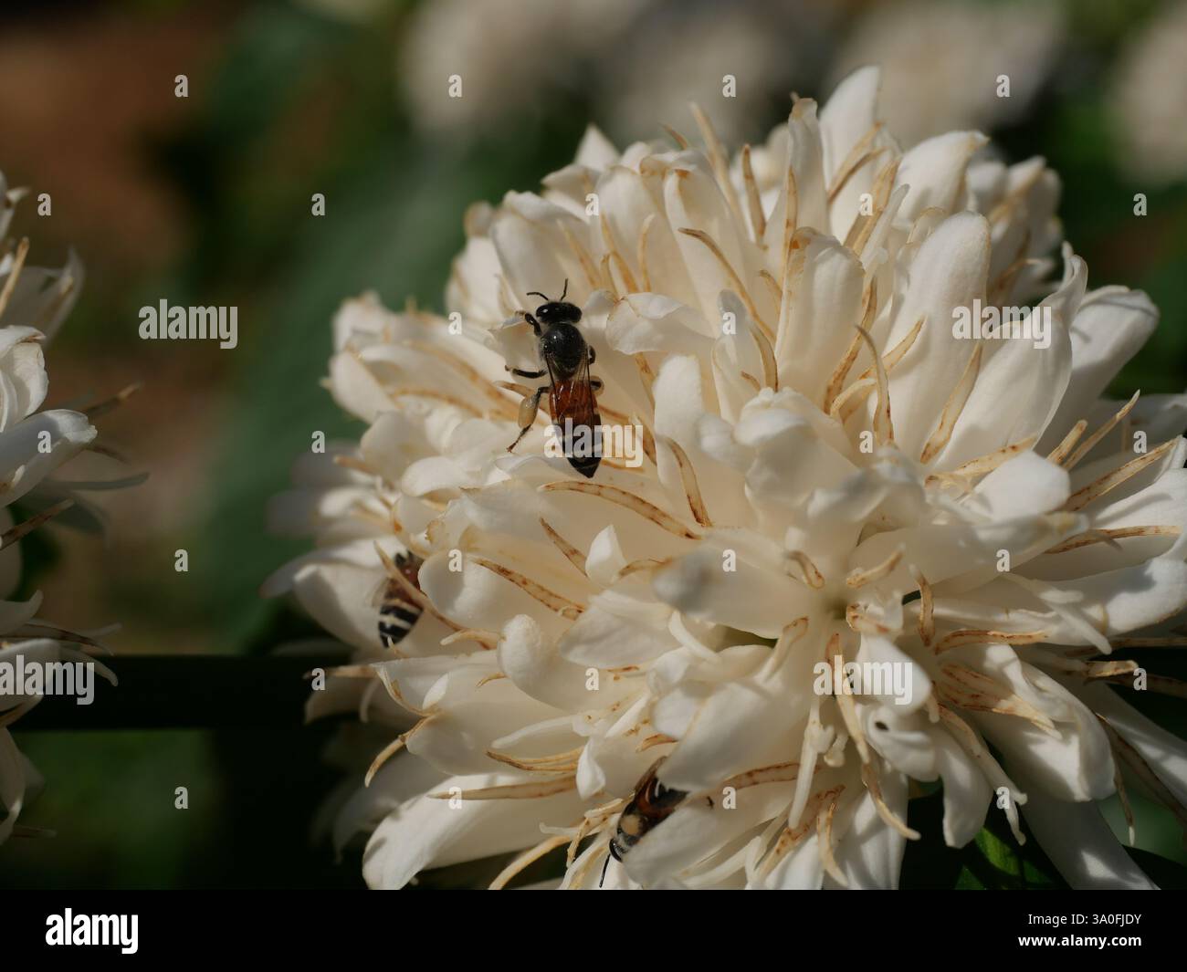 Red dwarf Honey bee on Robusta coffee blossom on tree plant with green ...