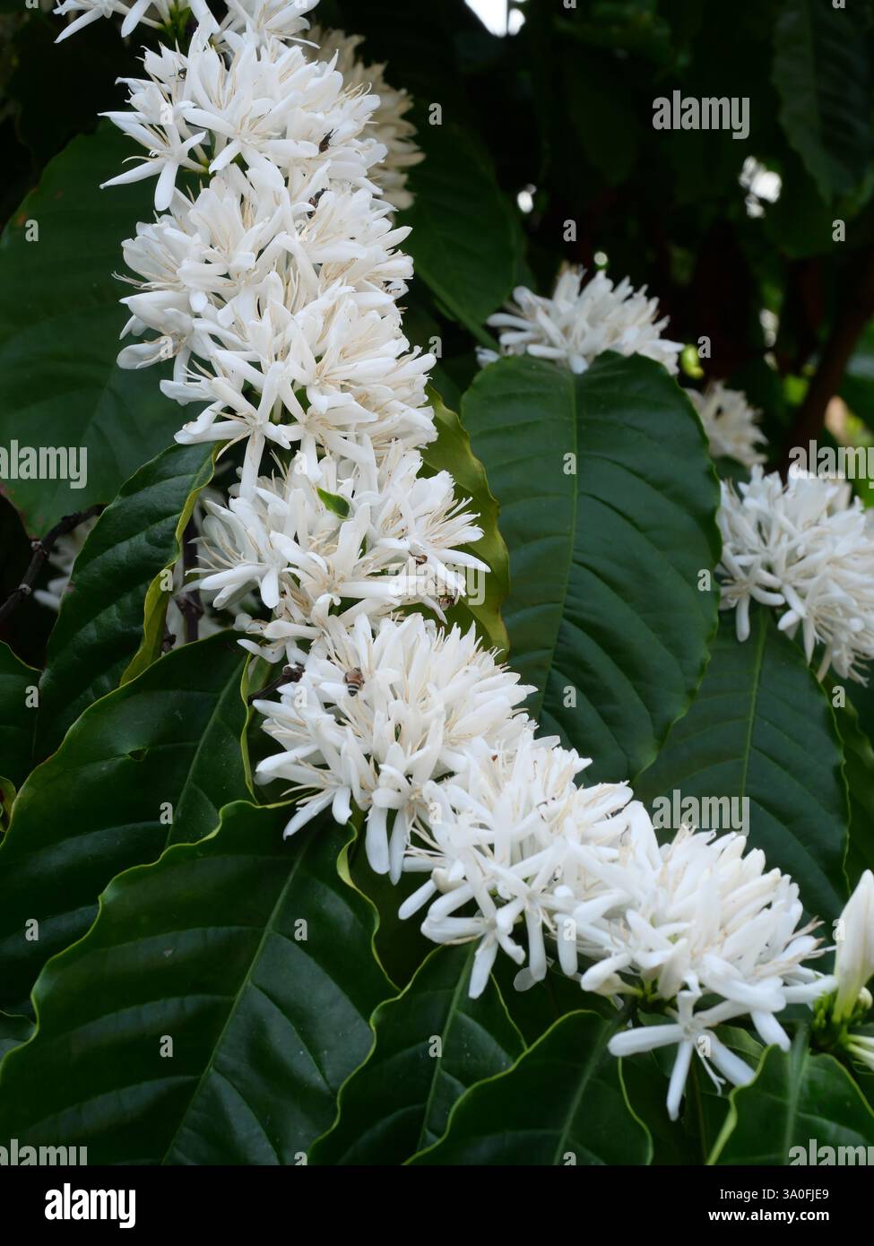Red dwarf Honey bee on Robusta coffee blossom on tree plant with green ...