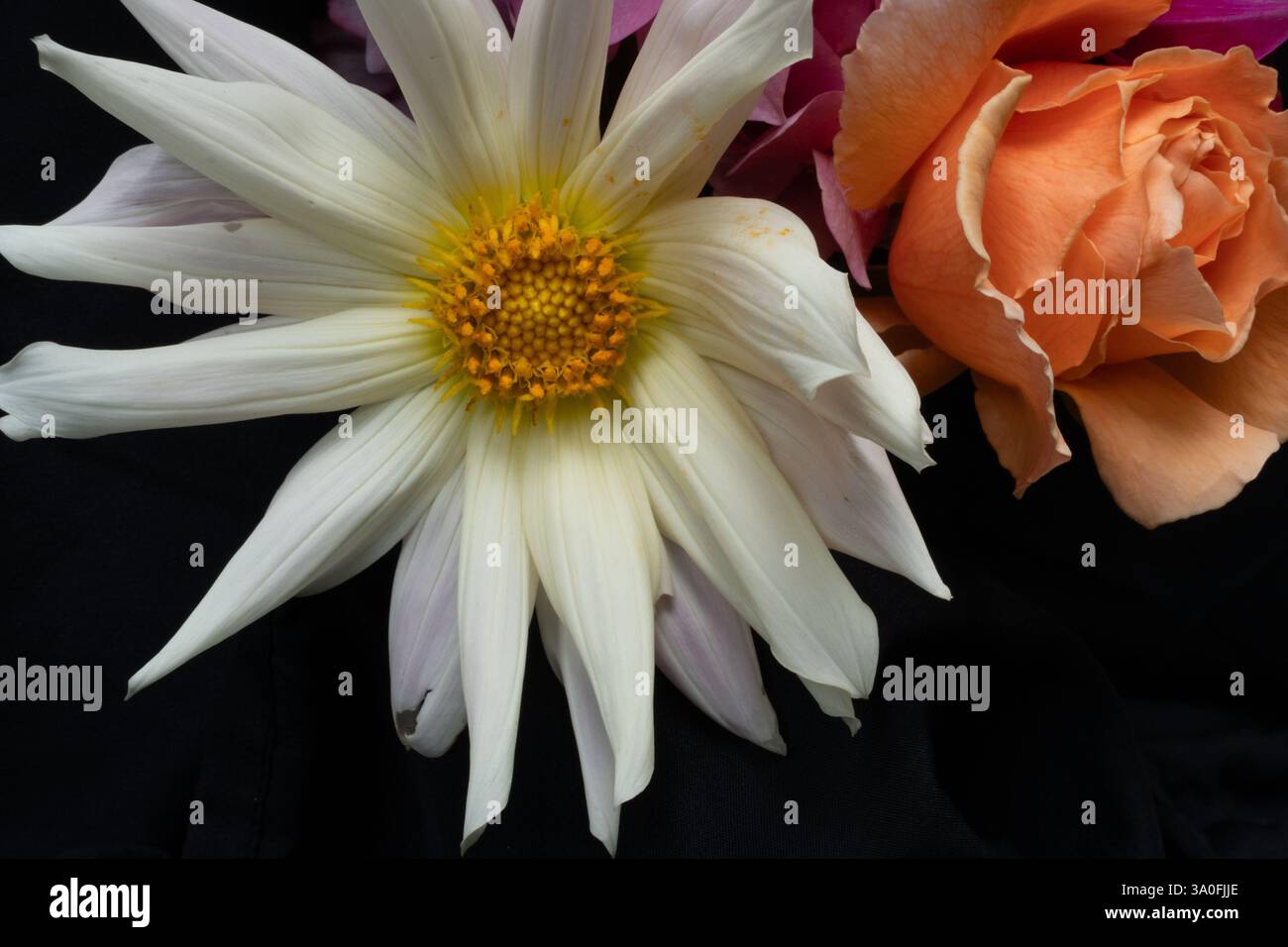 Close up of dahlia and rose in floral bouquet. Dahlias and roses are ...