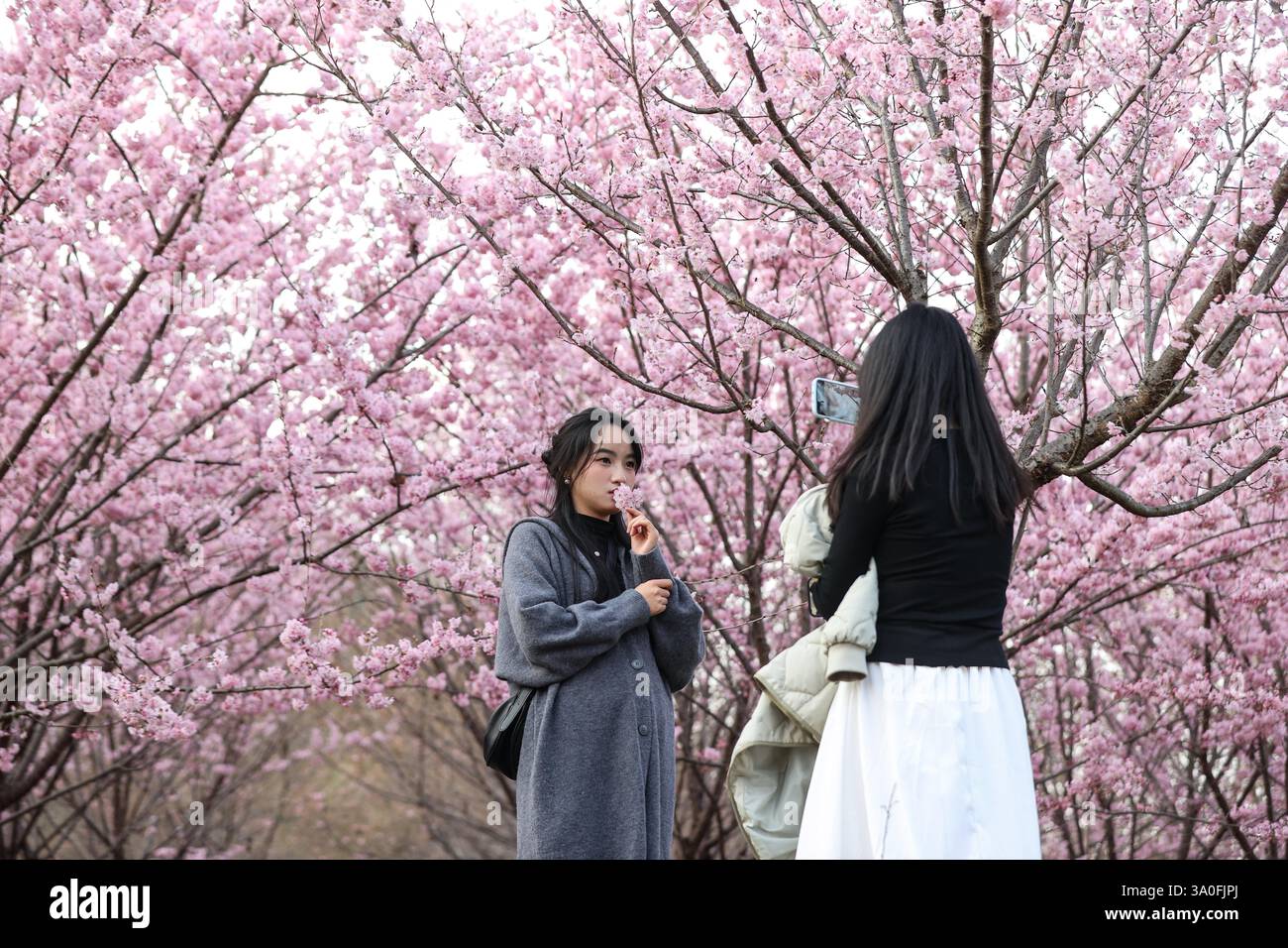 **CHINESE MAINLAND, HONG KONG, MACAU AND TAIWAN OUT** Blooming spring ...