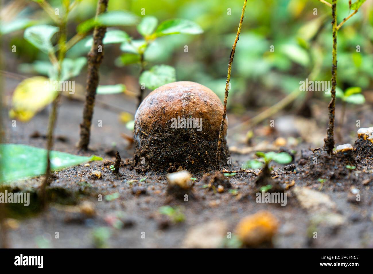 Microbial breakdown hi-res stock photography and images - Alamy