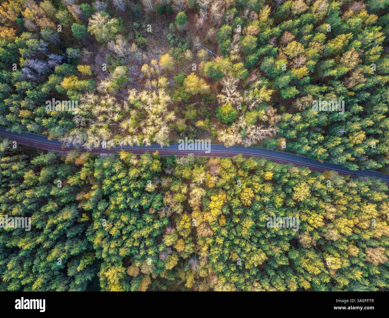 Flight over the autumn mountains with road serpentine and deciduous and ...