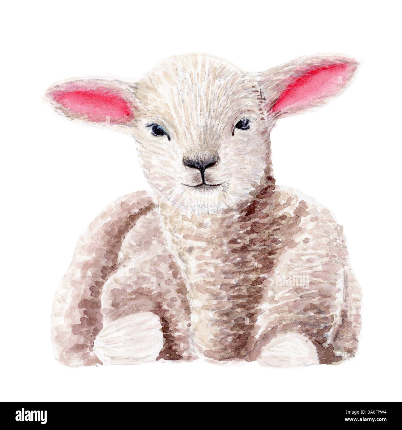 Lamb textured watercolor illustration isolated on white. Clip art ...