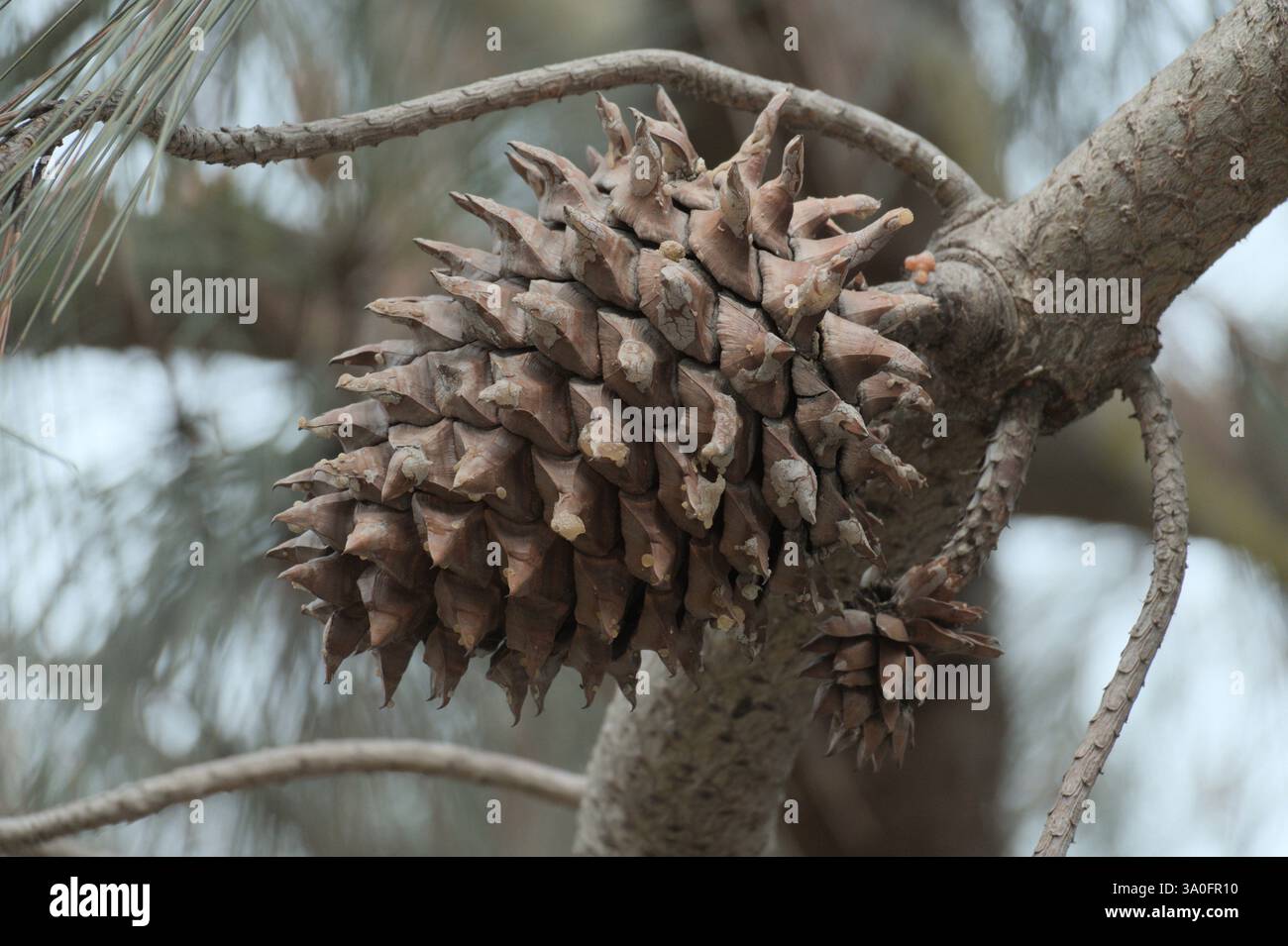 A mig mature pinecone of Grey Pine (pinus sabiniana Stock Photo - Alamy