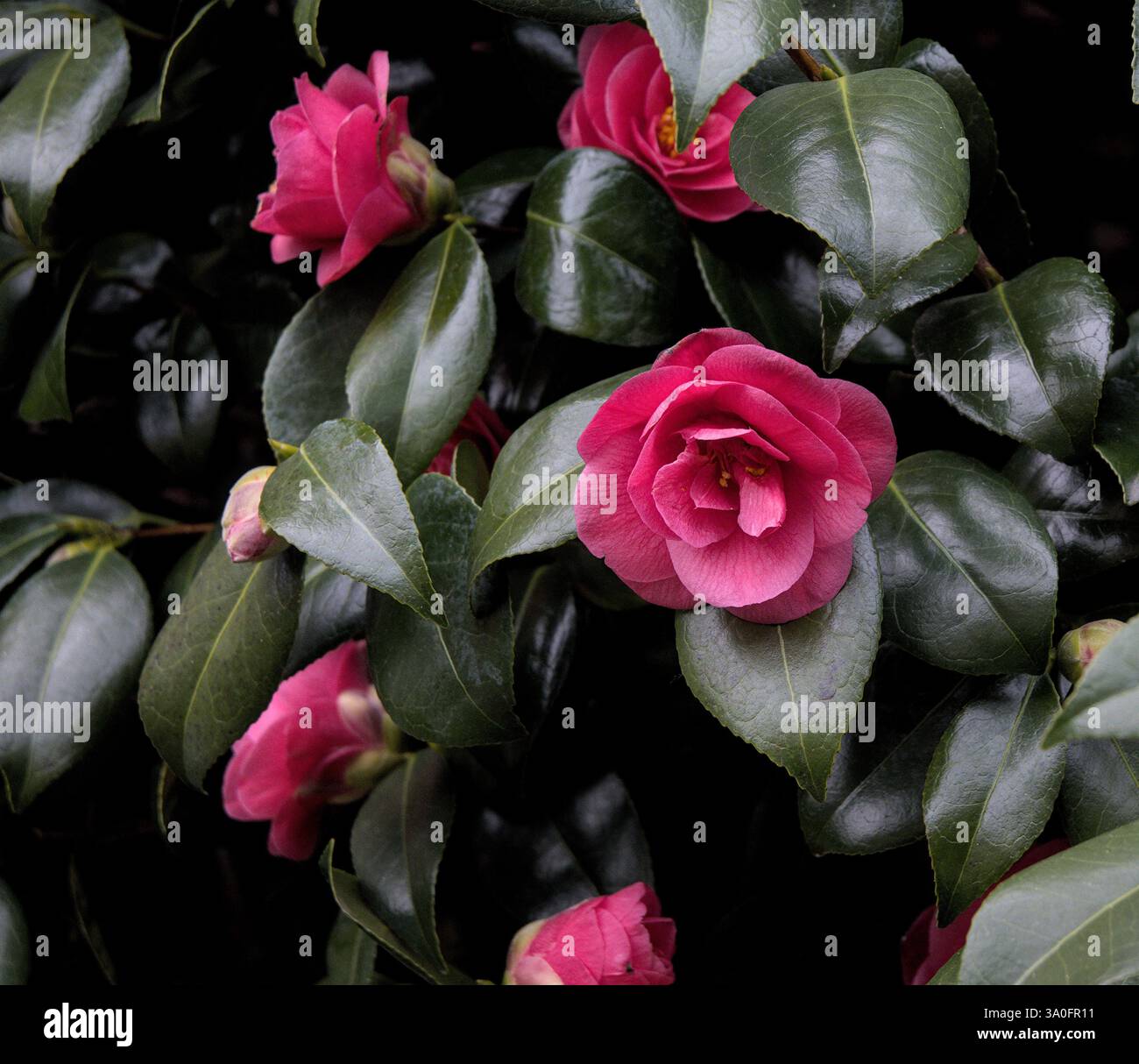 Red Japanese camellia (Camellia japonica) in bloom Stock Photo - Alamy