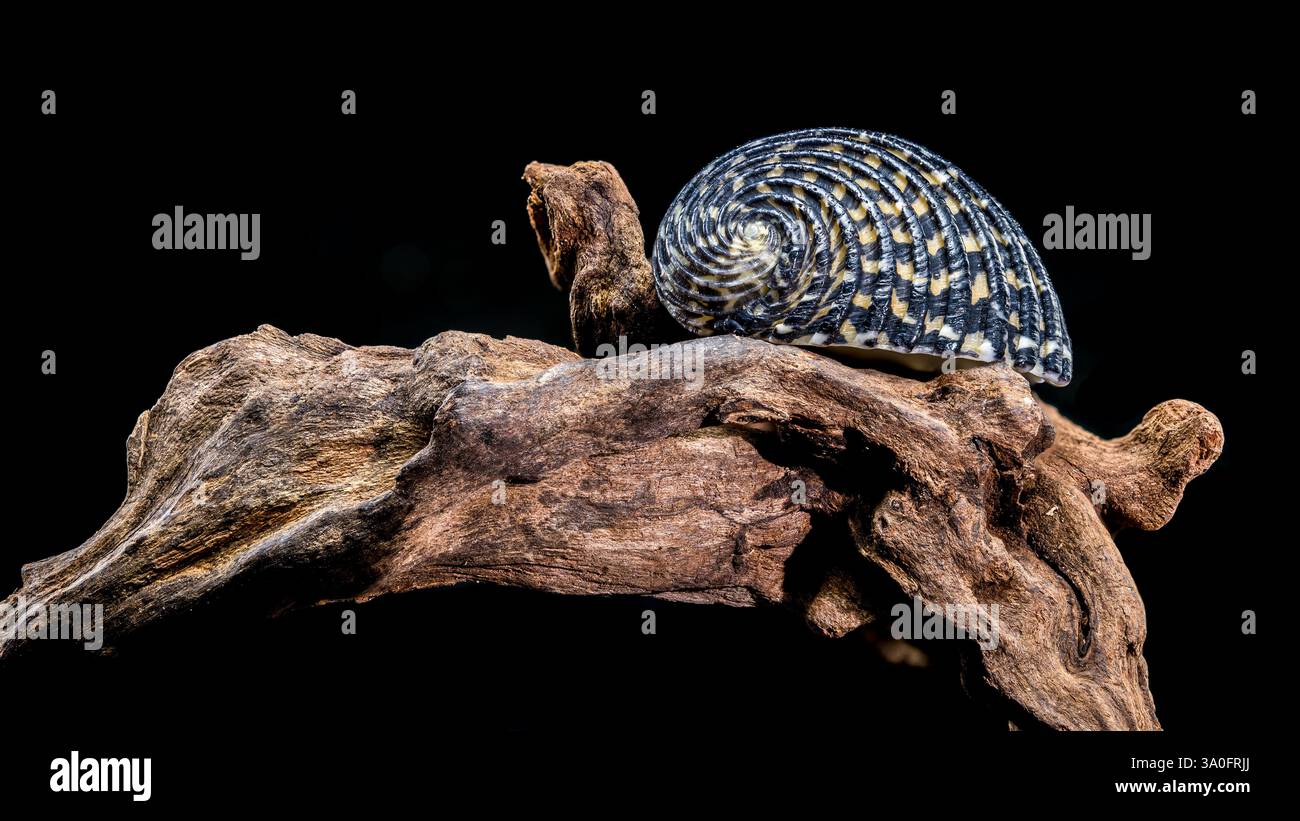 A close-up photograph of a Neritodryas cornea shell resting on driftwood. Ideal for nature and ...