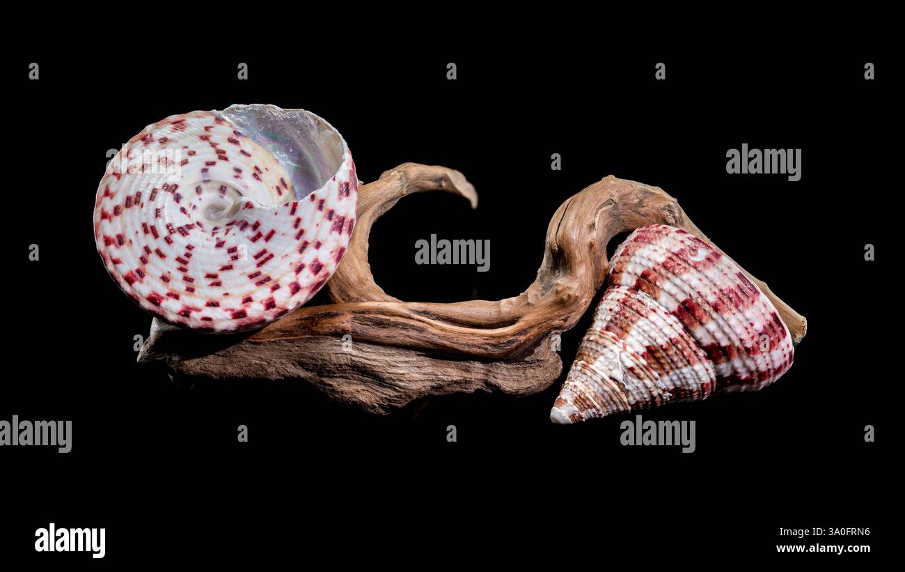 A detailed photograph of a Trochus shell resting on driftwood. Ideal ...