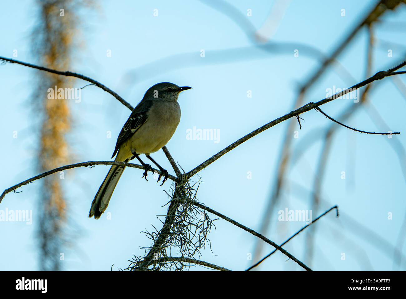 Northern Mockingbird perched on the branch of a tree Stock Photo - Alamy